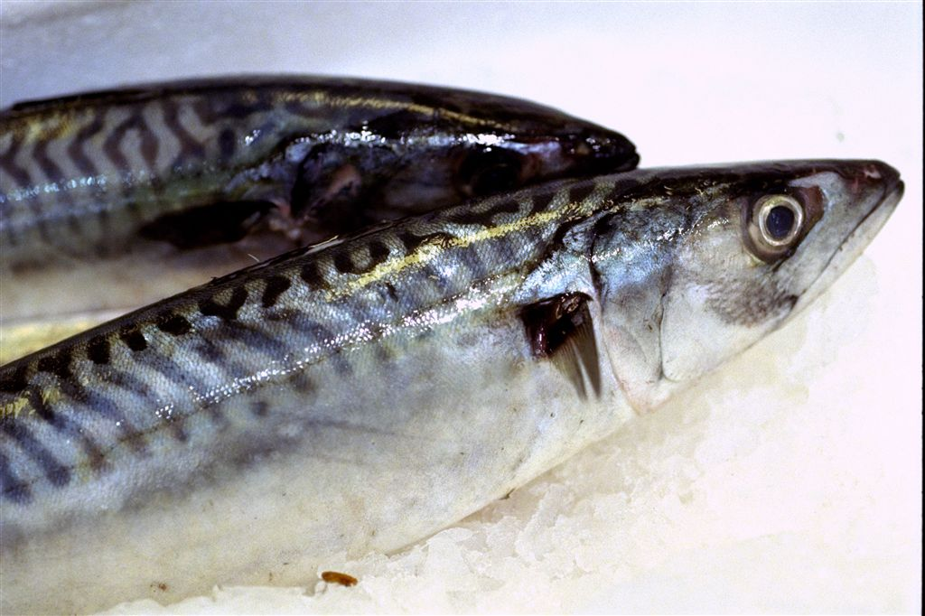 Samráðast um makrel | Kringvarp Føroya