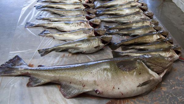 Meira toskur á Flemish Cap | Kringvarp Føroya