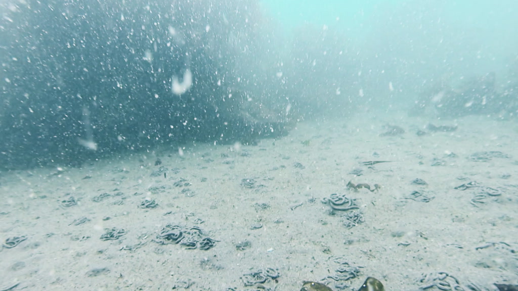 Massive pollution from fish farming | Kringvarp Føroya