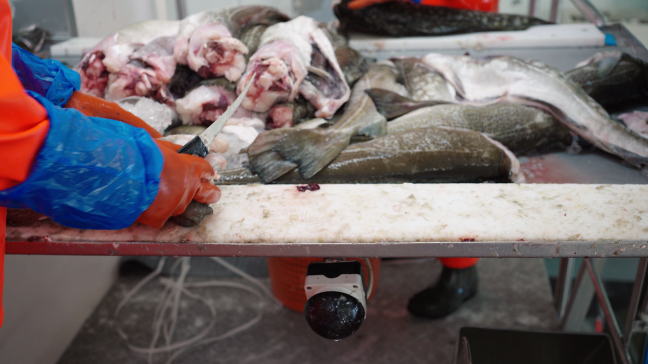 Faster transition from fish factory system | Kringvarp Føroya