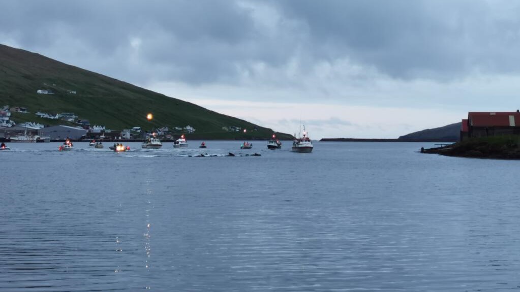 119 hvalir merktir í grindini í Vági | Kringvarp Føroya