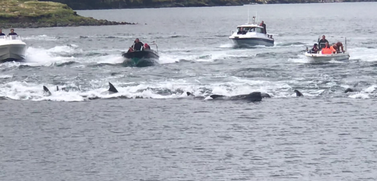 Grind, grindadráp | Kringvarp Føroya