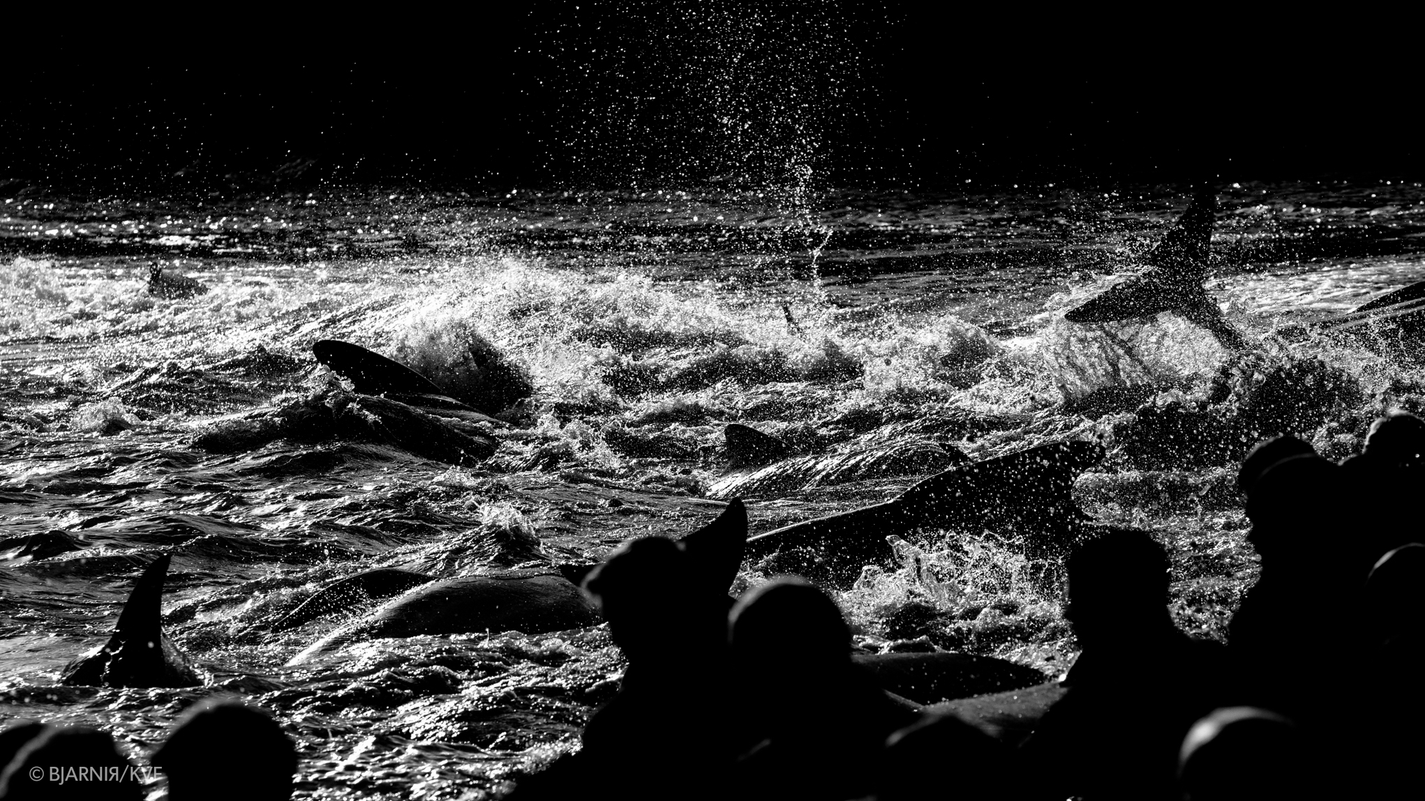 50 hvalir lagt beinini í Syðrugøtu | Kringvarp Føroya