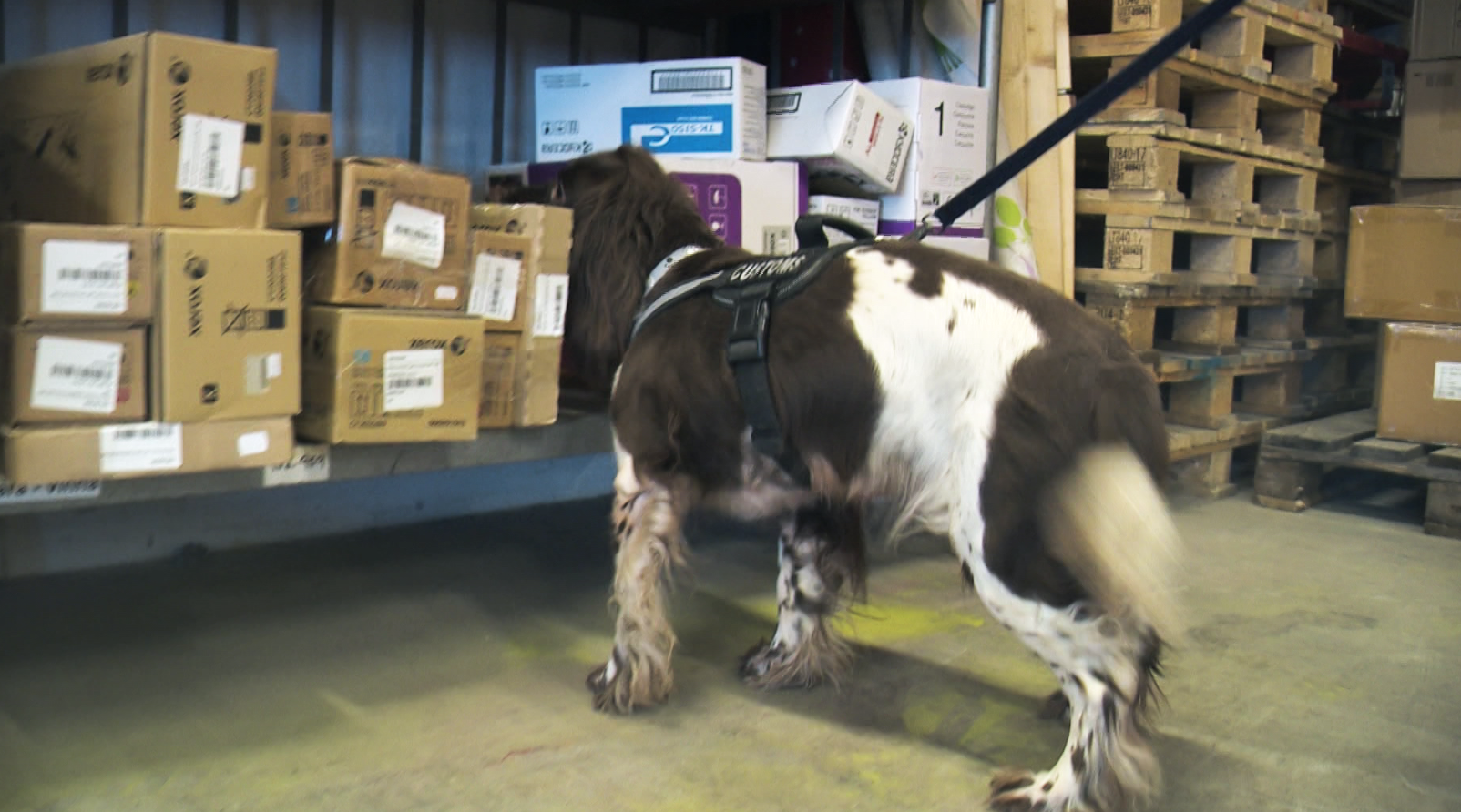 Hassjhundarnir hjá tollvaldinum úr at gera | Kringvarp Føroya