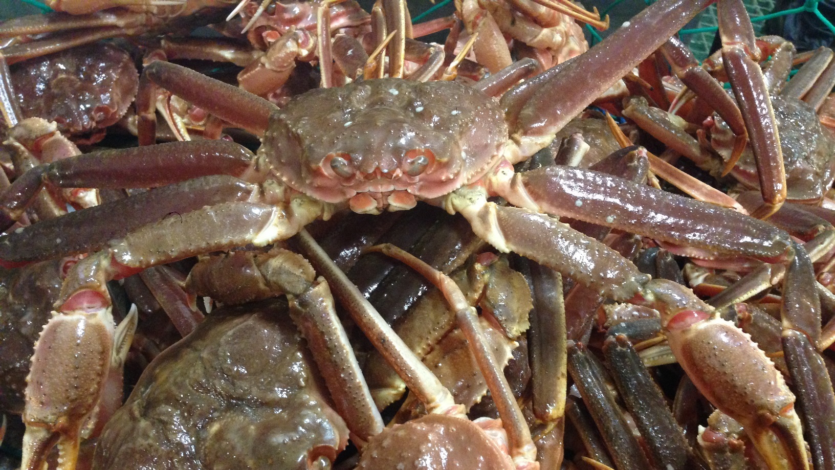 Fingið loyvi at royna eftir krabba | Kringvarp Føroya