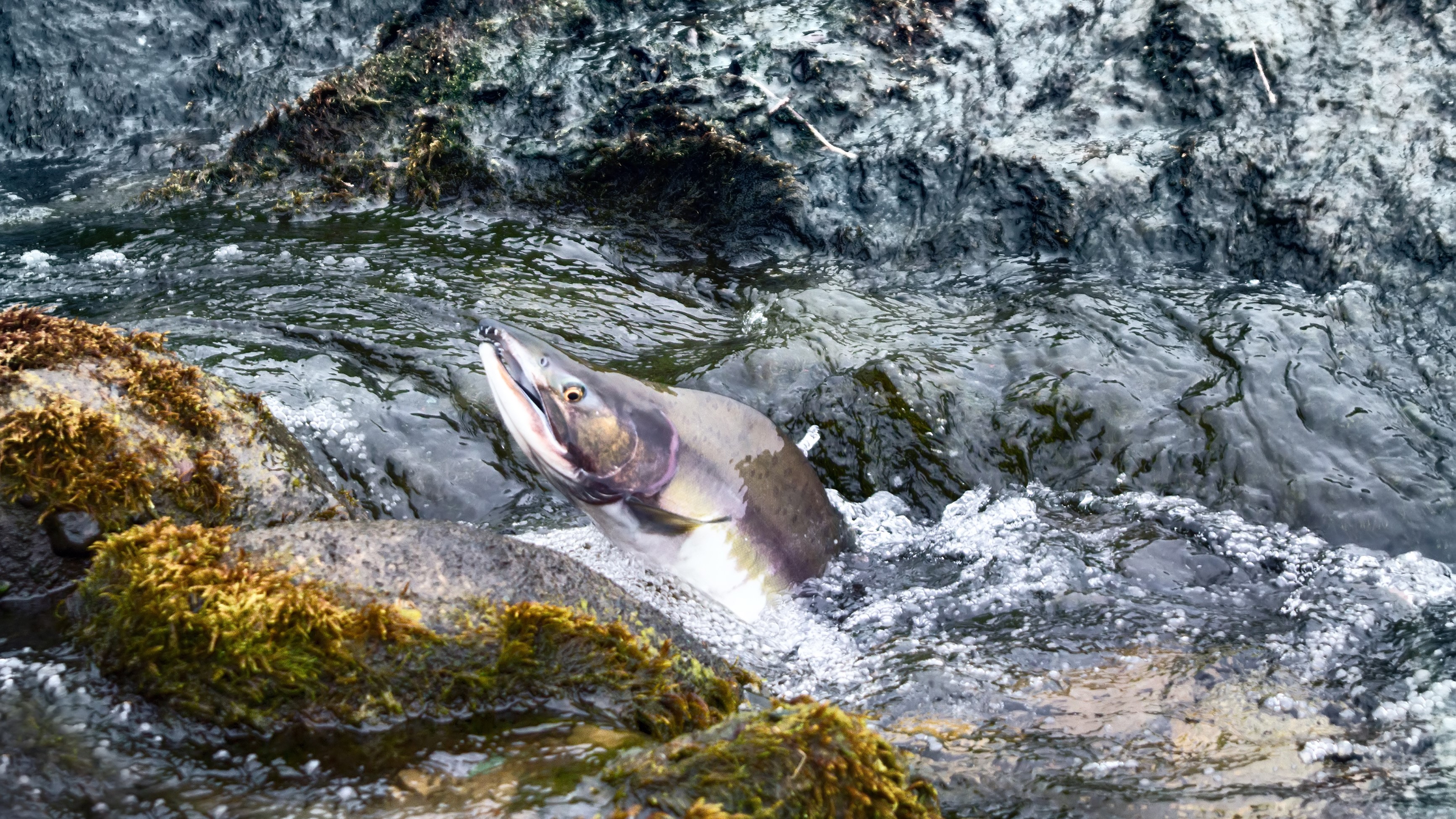 Nøgdin av kúlulaksi er enn ikki vaksandi í Føroyum | Kringvarp Føroya