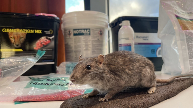New rat catchers ready to make rodents squeak | Kringvarp Føroya