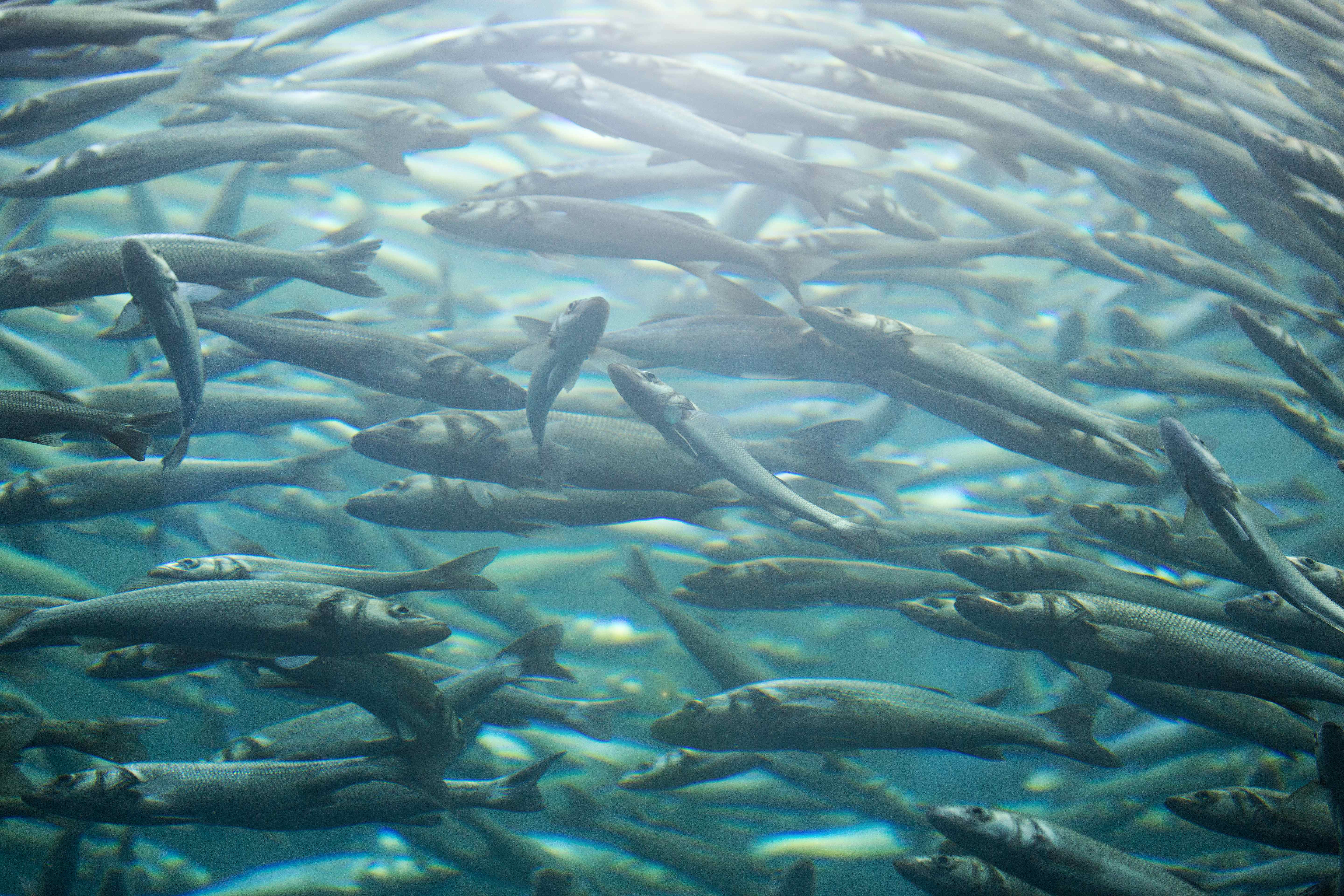 Lítil og eingin sild at síggja norðast í føroyskum sjógvi | Kringvarp ...