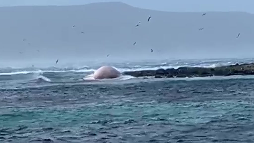 Sí upptøkurnar: Hvalur rikin á land í Kirkjubø | Kringvarp Føroya
