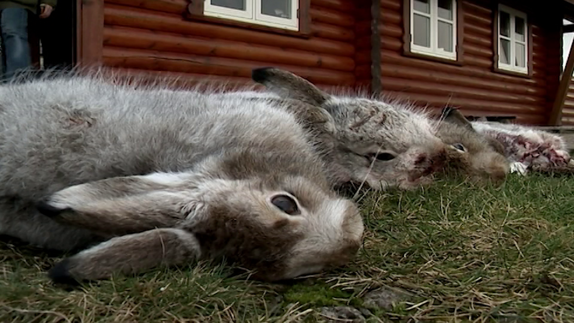 Higartil eru 6.323 harur skrásettar | Kringvarp Føroya